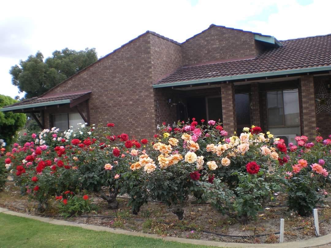 JGS Roses Perth – Rose pruning in Perth Western Australia